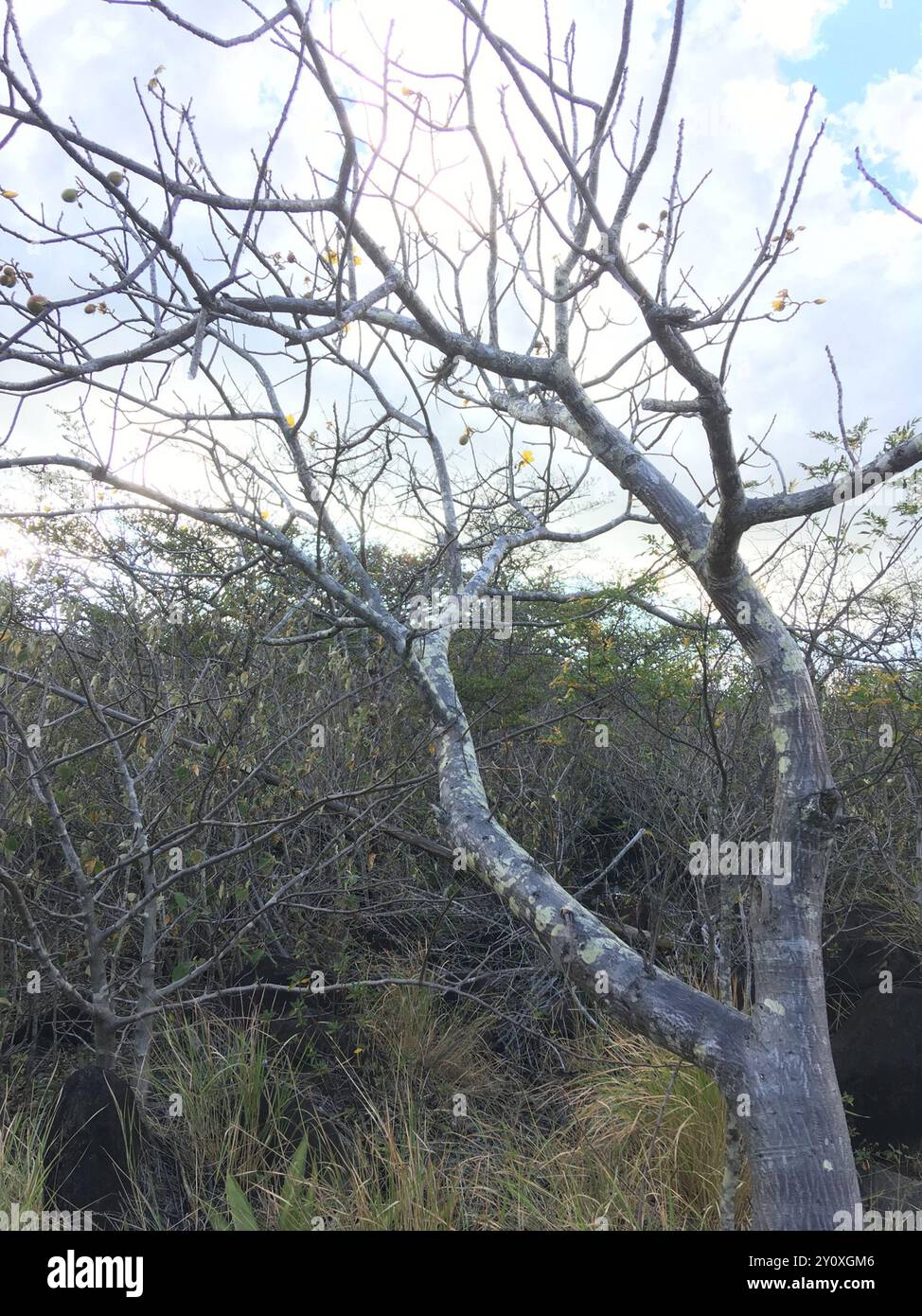 Buttercup Tree (Cochlospermum vitifolium) Plantae Stock Photo - Alamy