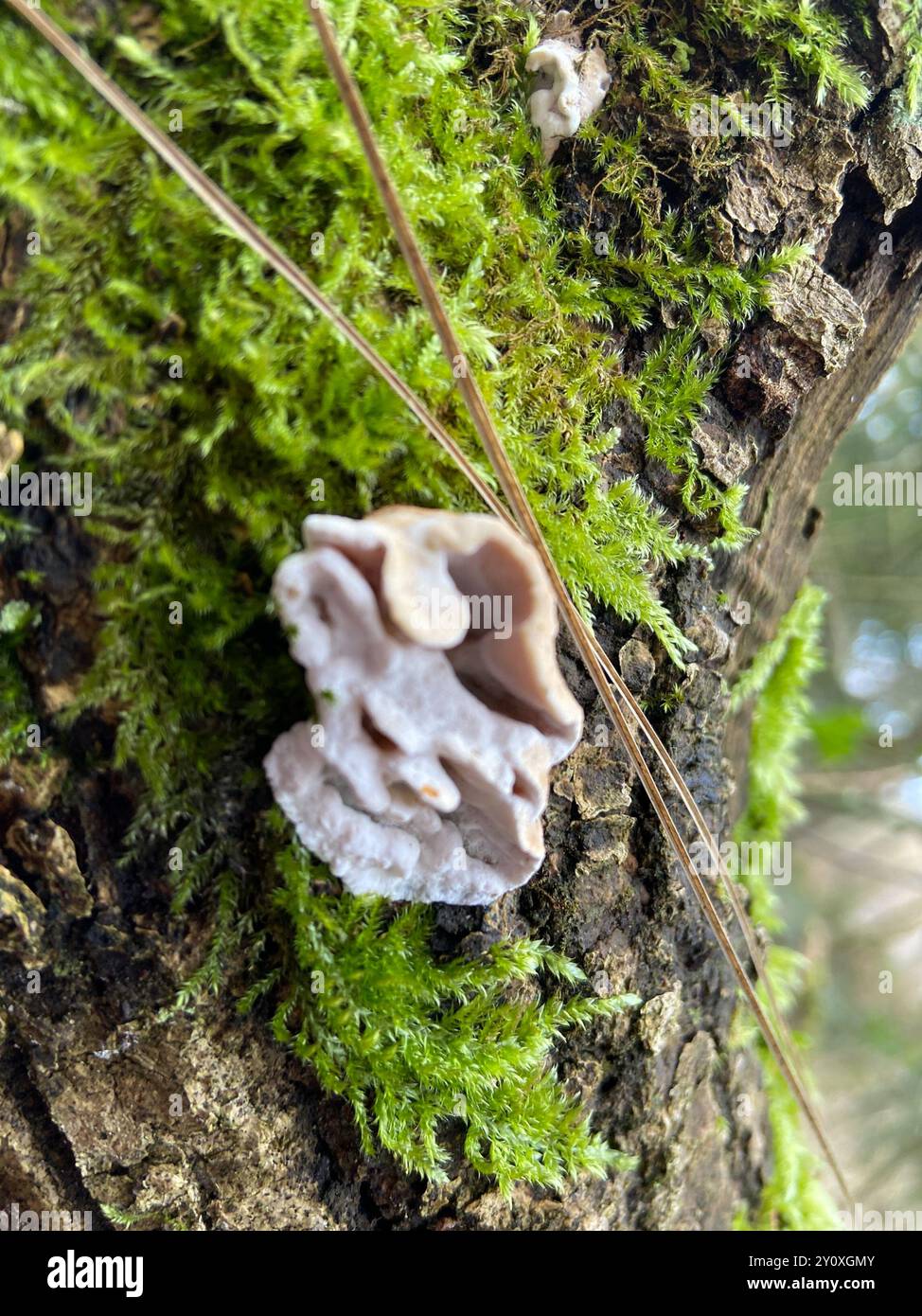 shelf fungi (Polyporales) Fungi Stock Photo - Alamy
