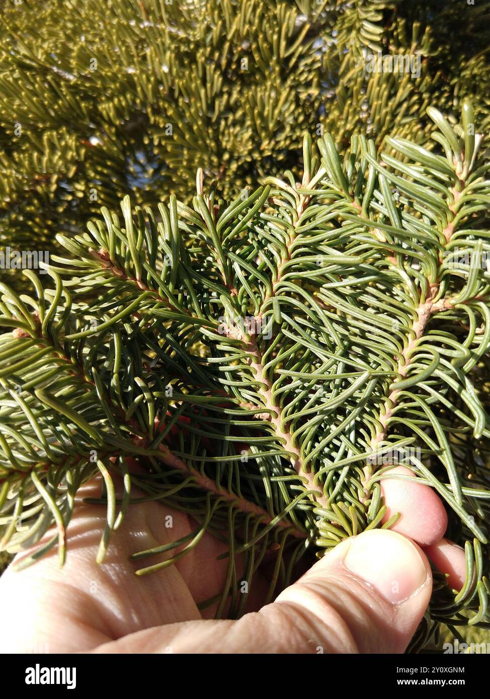 red fir (Abies magnifica) Plantae Stock Photo - Alamy