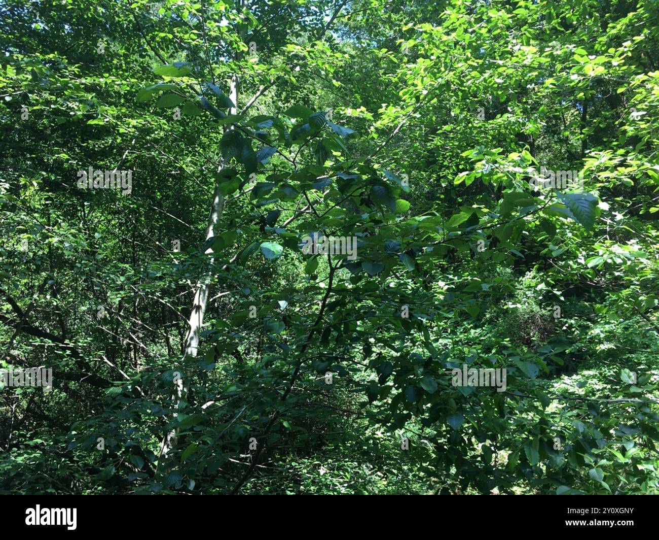 Red Alder (Alnus rubra) Plantae Stock Photo - Alamy
