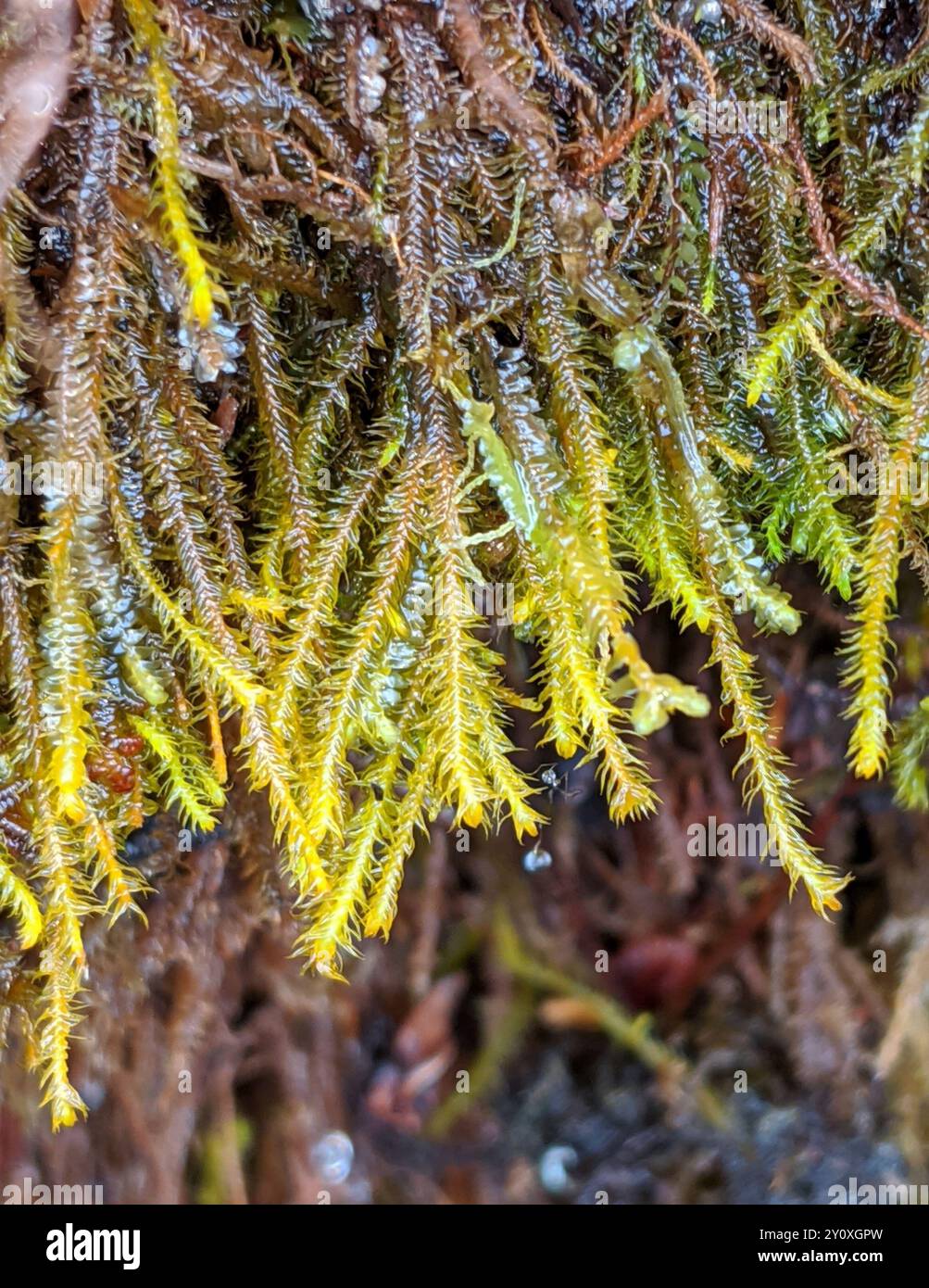 plants (Plantae) Plantae Stock Photo - Alamy