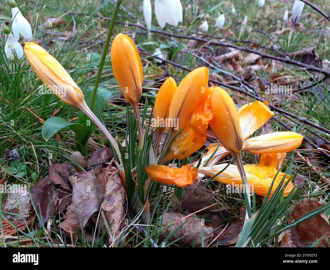 Dutch Yellow Crocus (Crocus × stellaris) Plantae Stock Photo - Alamy