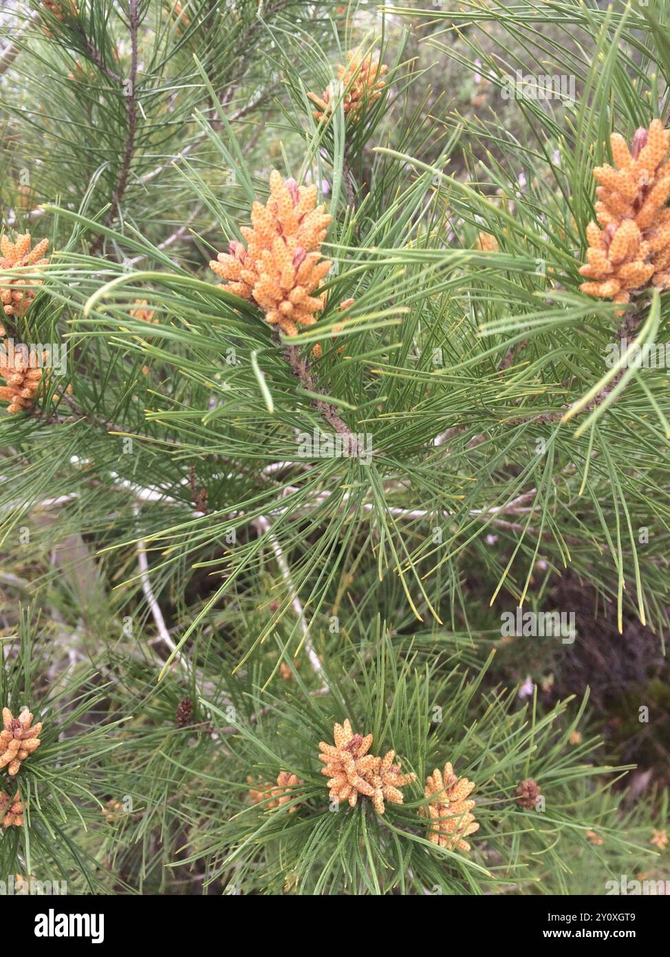 Aleppo pine (Pinus halepensis) Plantae Stock Photo - Alamy