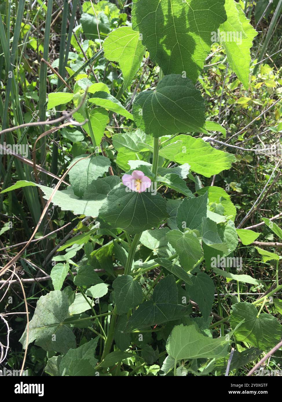 Saltmarsh mallow (Kosteletzkya pentacarpos) Plantae Stock Photo - Alamy