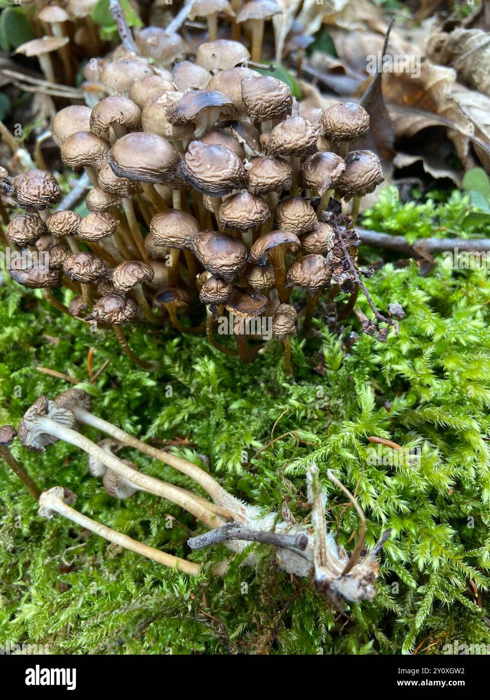 (Mycena tintinnabulum) Fungi Stock Photo - Alamy