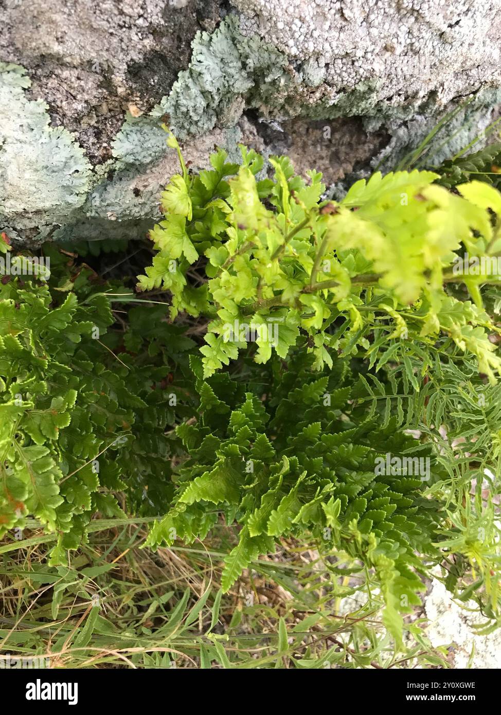 leatherleaf fern (Rumohra adiantiformis) Plantae Stock Photo - Alamy