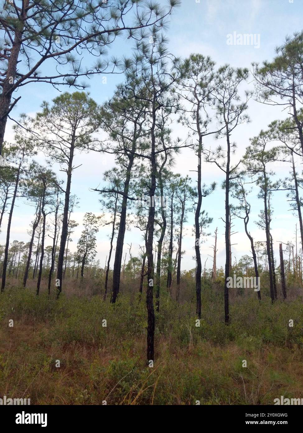 pond pine (Pinus serotina) Plantae Stock Photo - Alamy