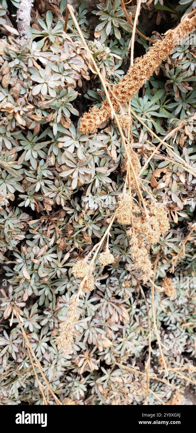 mat rock spiraea (Petrophytum caespitosum) Plantae Stock Photo - Alamy
