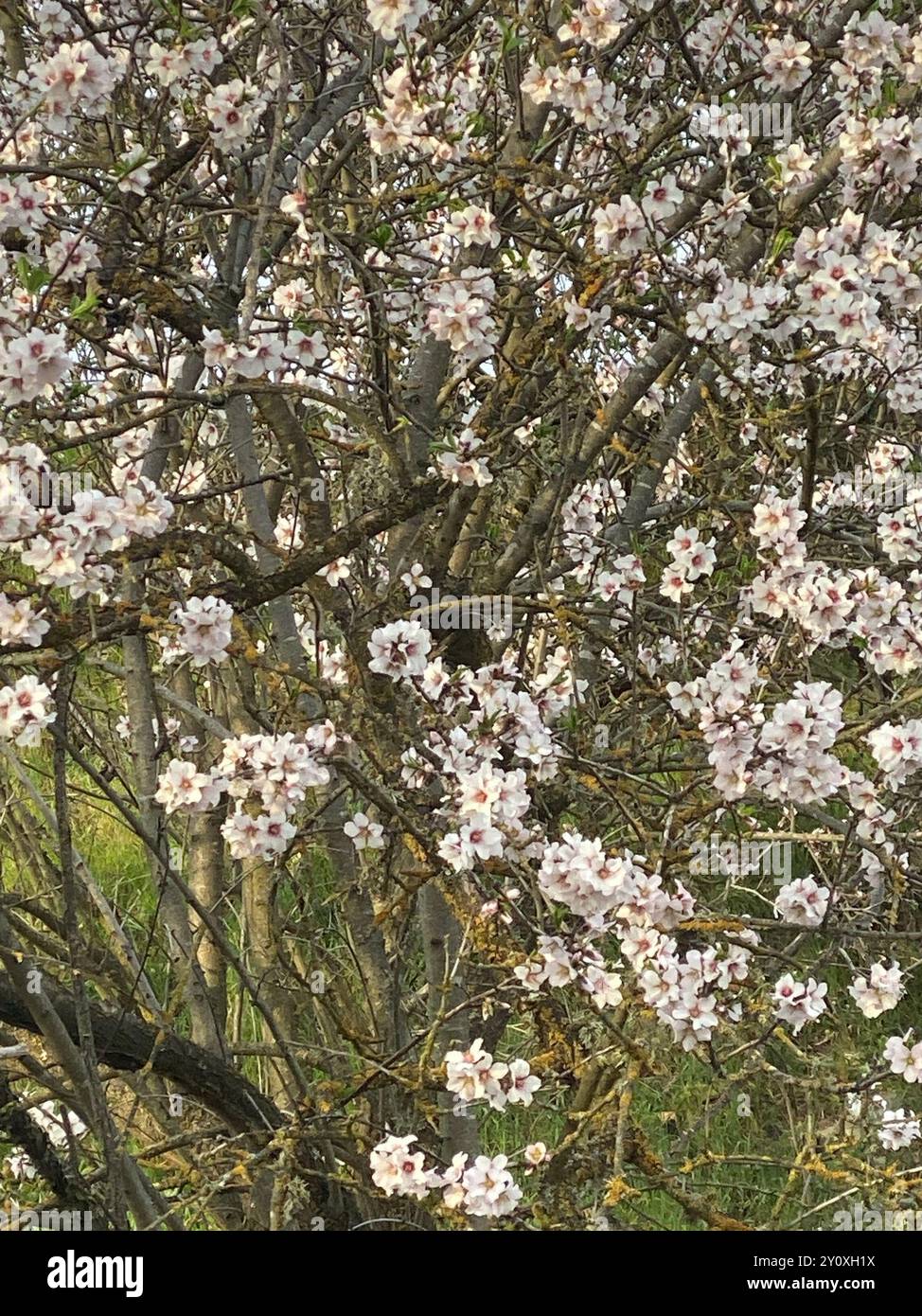 Almond (Prunus amygdalus) Plantae Stock Photo - Alamy