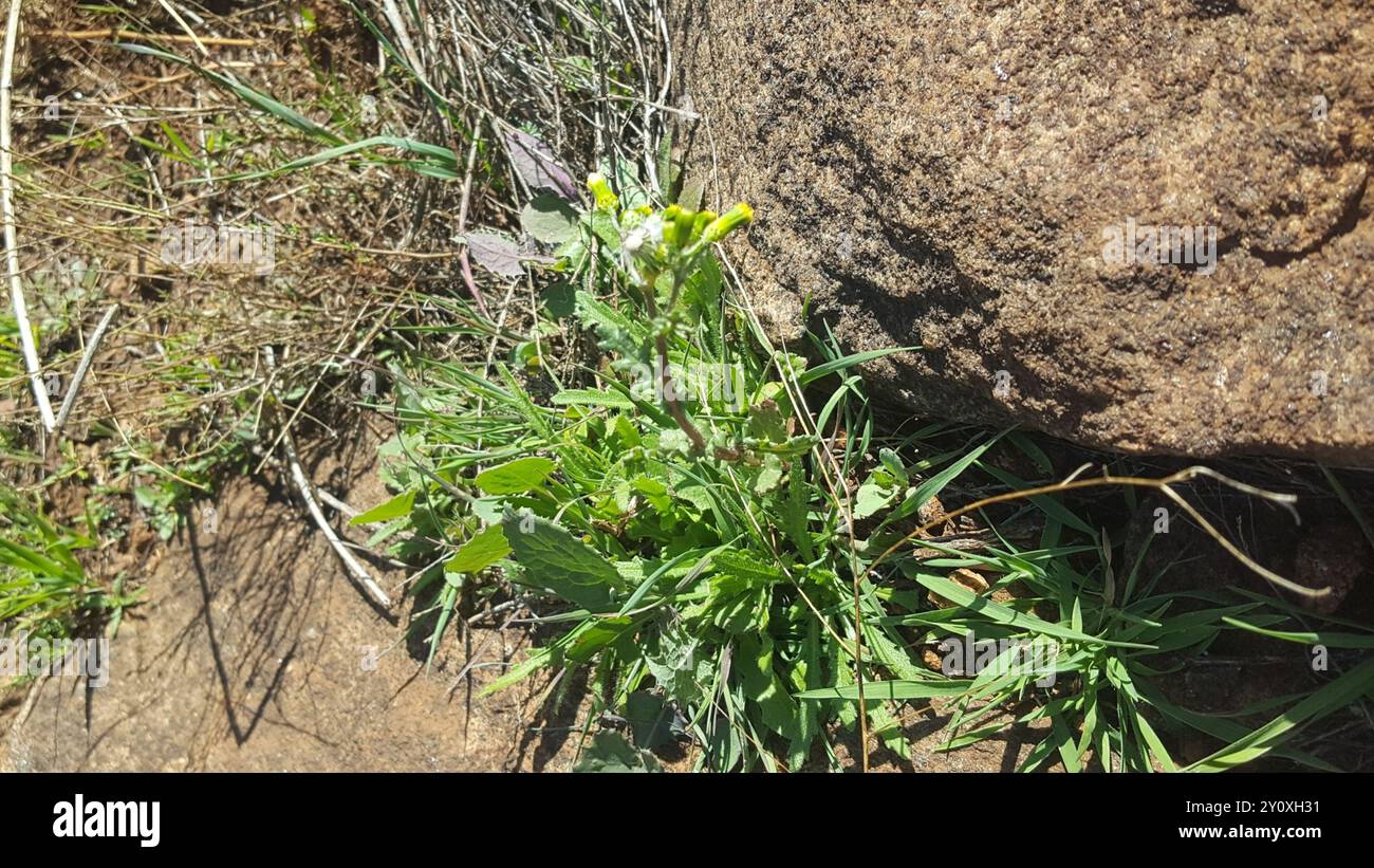 common groundsel (Senecio vulgaris) Plantae Stock Photo - Alamy