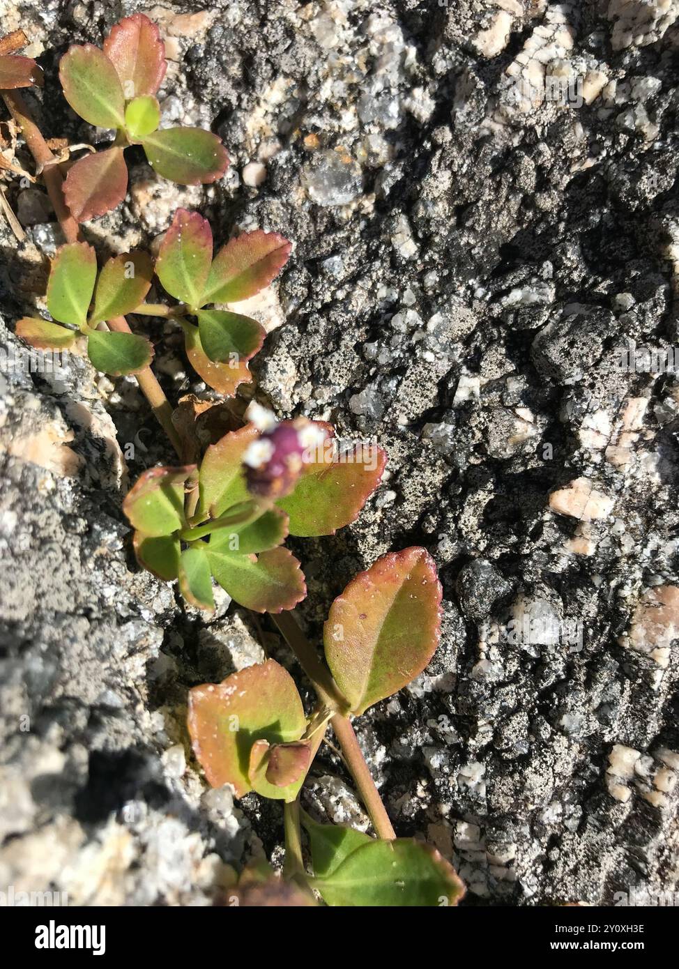turkey tangle frogfruit (Phyla nodiflora) Plantae Stock Photo - Alamy
