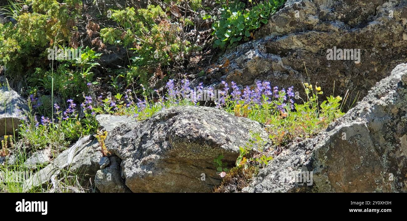 Front Range Beardtongue (Penstemon virens) Plantae Stock Photo - Alamy