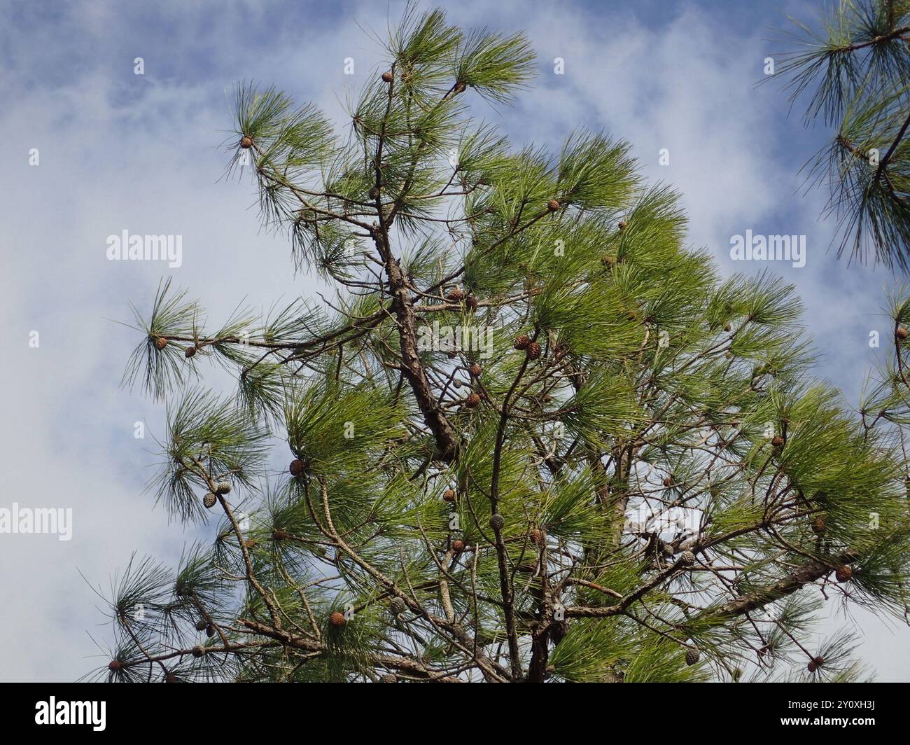 pond pine (Pinus serotina) Plantae Stock Photo - Alamy
