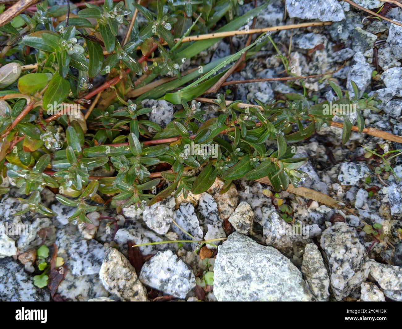 vascular plants (Tracheophyta) Plantae Stock Photo - Alamy