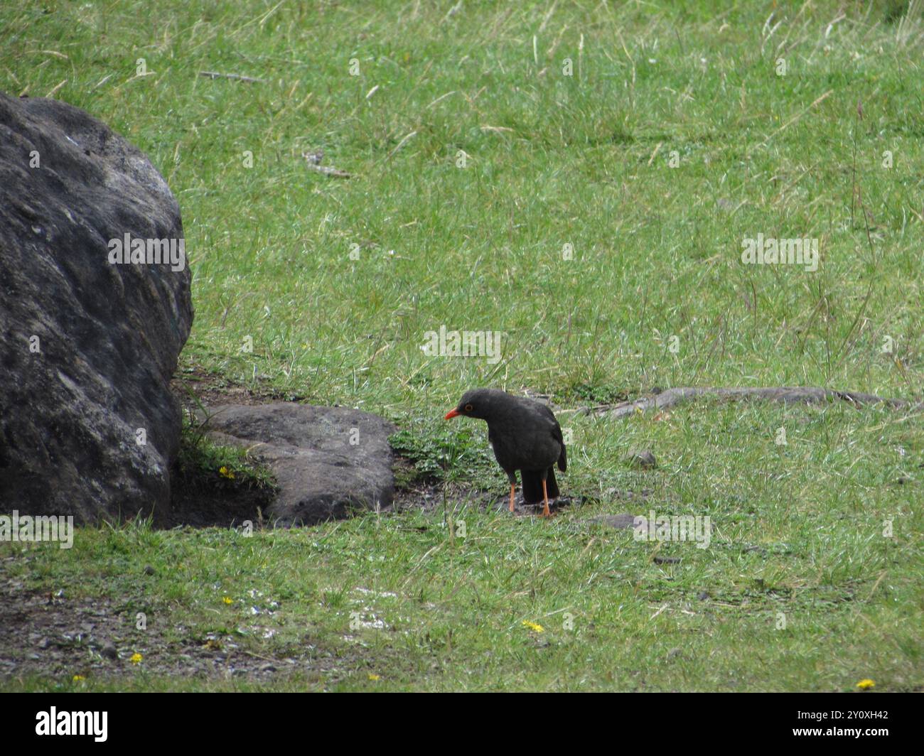 Great Thrush (Turdus fuscater) Aves Stock Photo - Alamy