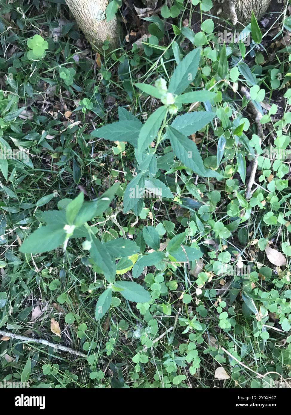Cuban jute (Sida rhombifolia) Plantae Stock Photo - Alamy