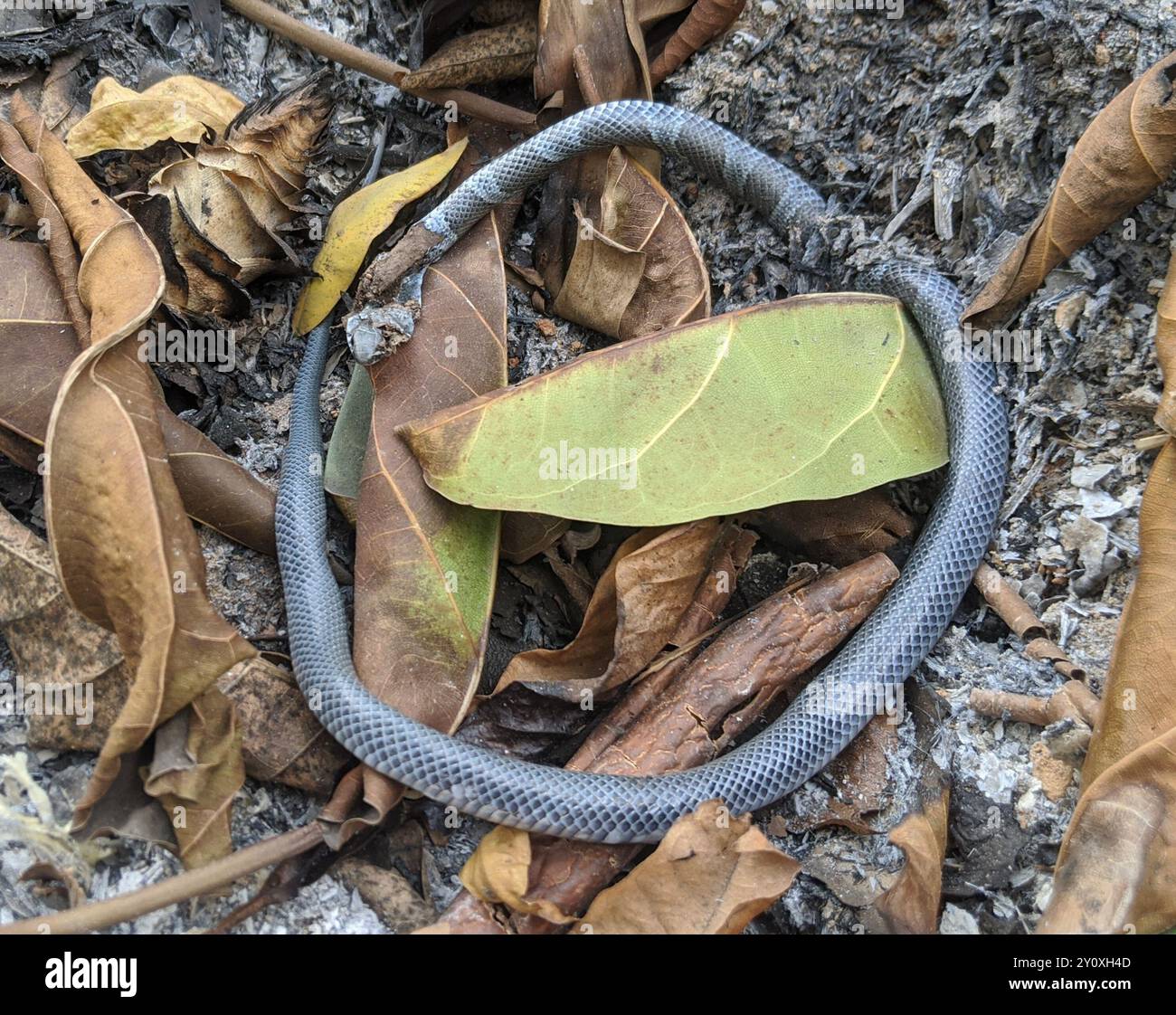 Colubrine Snakes (Colubrinae) Reptilia Stock Photo - Alamy