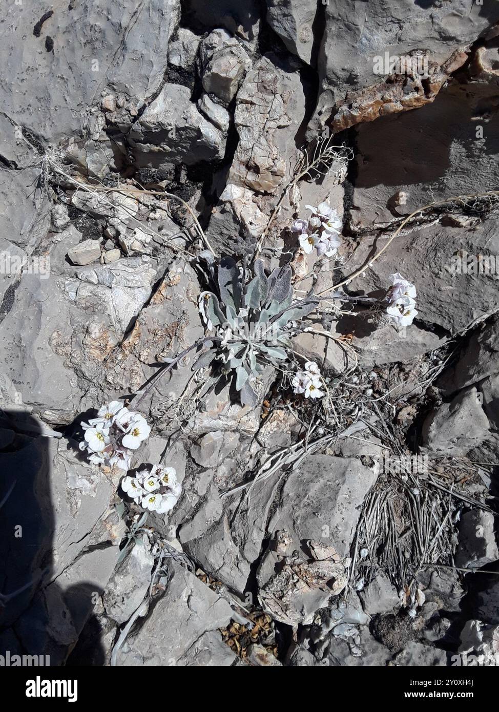 white bladderpod (Physaria purpurea) Plantae Stock Photo - Alamy