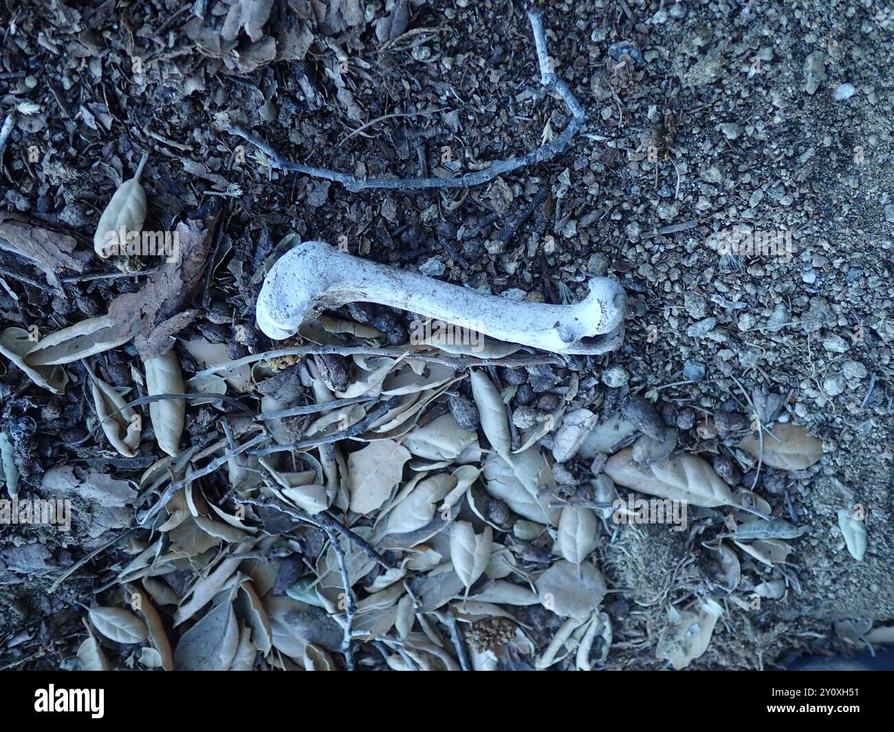 Even-toed Ungulates and Cetaceans (Artiodactyla) Mammalia Stock Photo ...