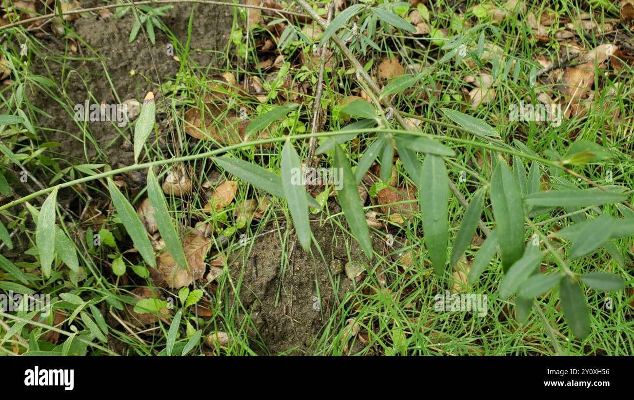 asters and allies (Astereae) Plantae Stock Photo - Alamy