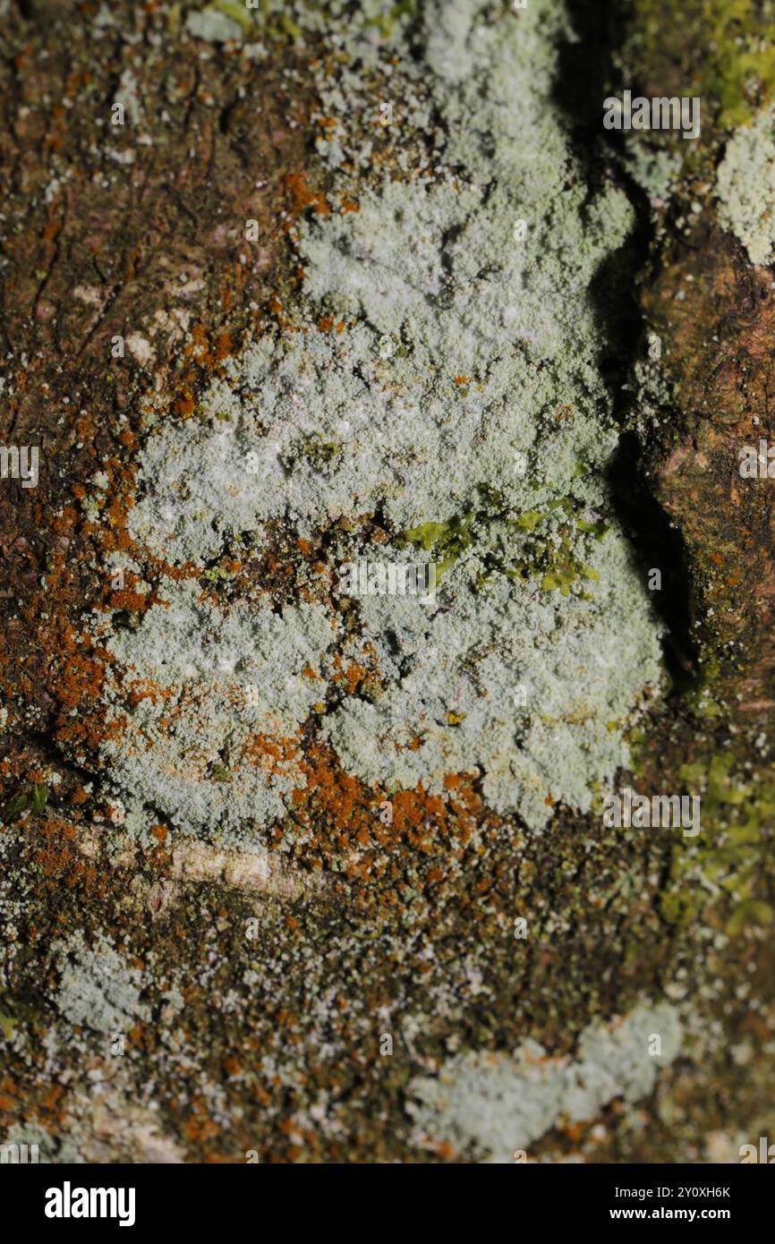 Dust Lichens (Lepraria) Fungi Stock Photo - Alamy