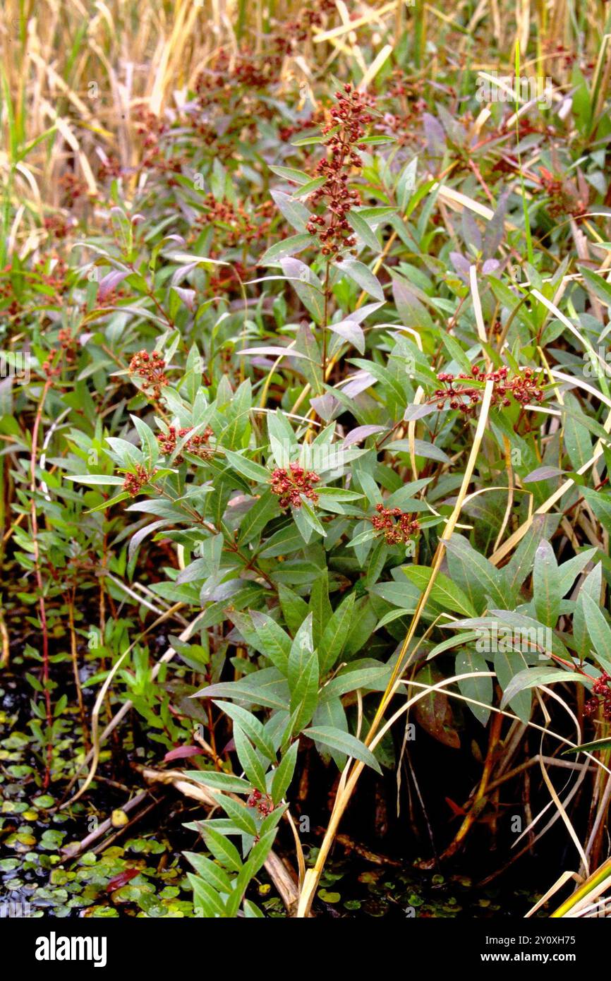 swamp loosestrife (Decodon verticillatus) Plantae Stock Photo - Alamy