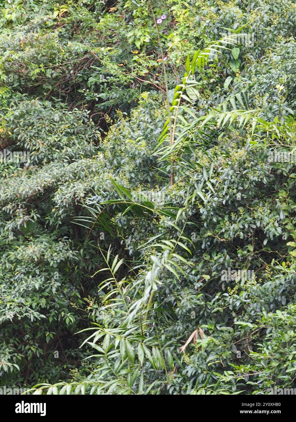 Yellow Rotang Palm (Calamus formosanus) Plantae Stock Photo - Alamy