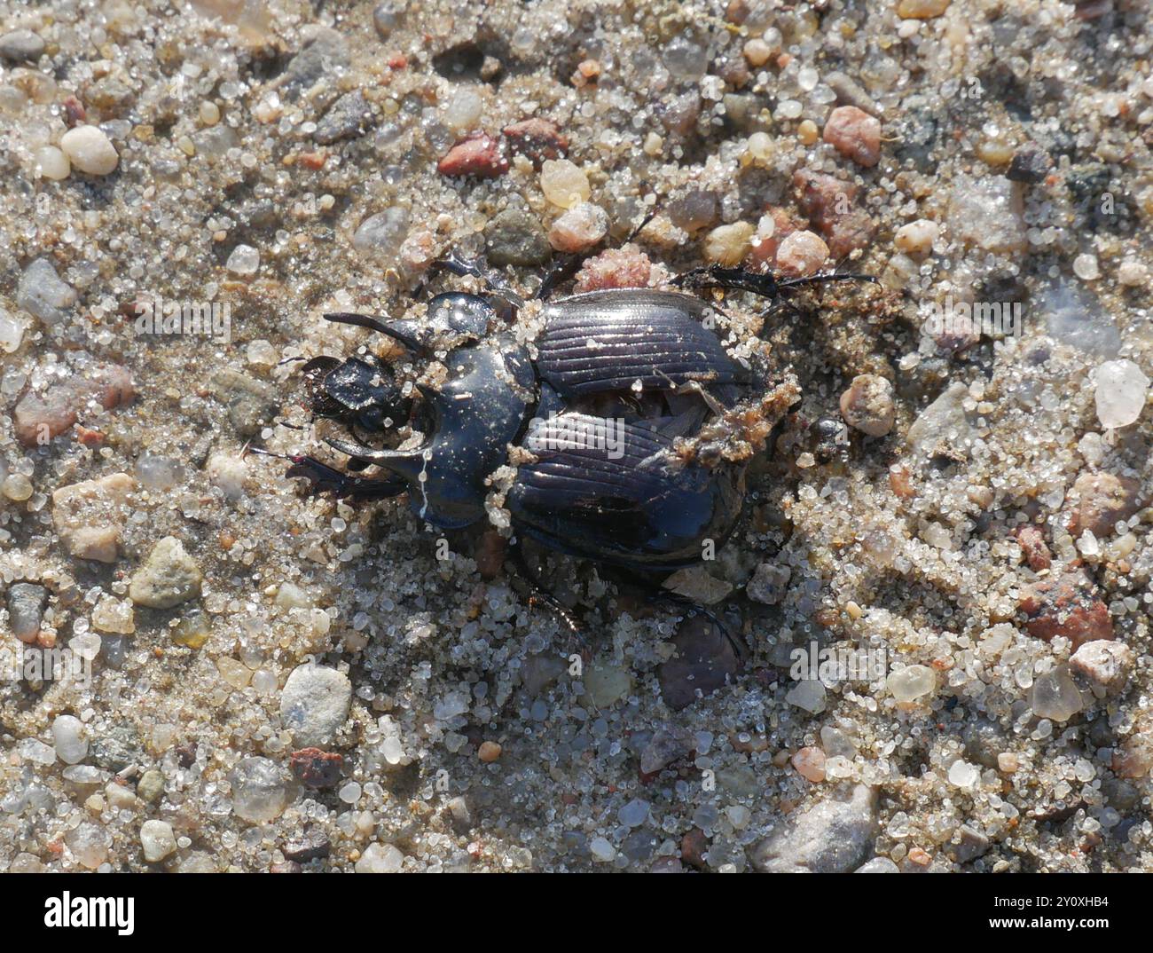 Minotaur Beetle (Typhaeus typhoeus) Insecta Stock Photo - Alamy
