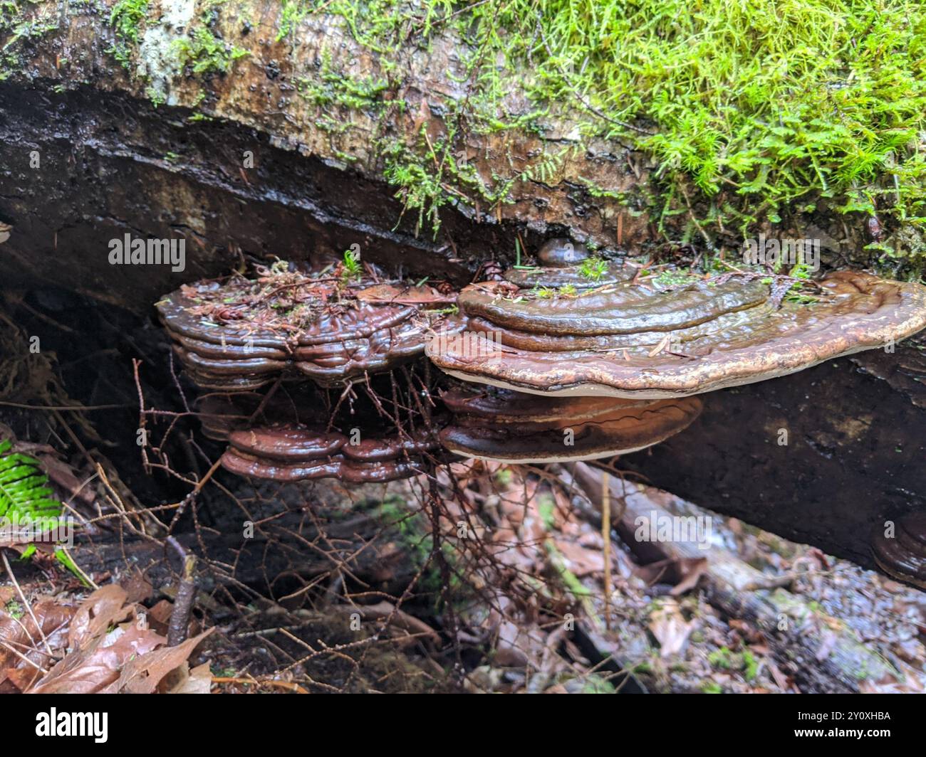 artist's bracket (Ganoderma applanatum) Fungi Stock Photo - Alamy
