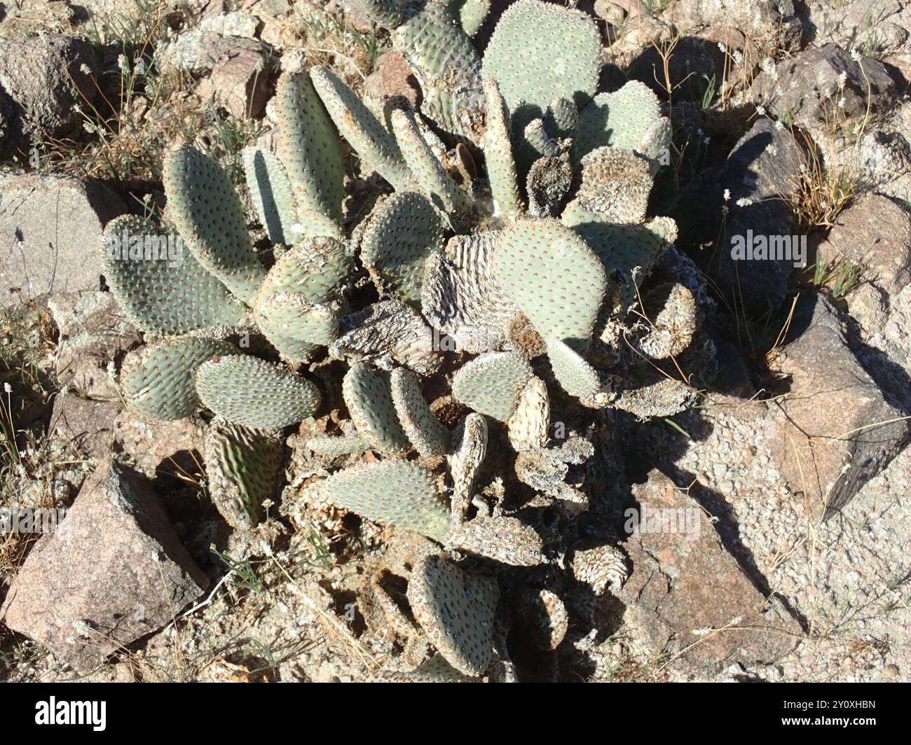 Beavertail Pricklypear (Opuntia basilaris) Plantae Stock Photo - Alamy