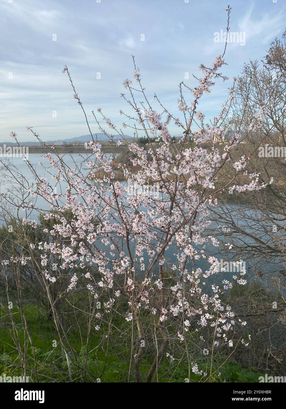 Almond (Prunus amygdalus) Plantae Stock Photo - Alamy