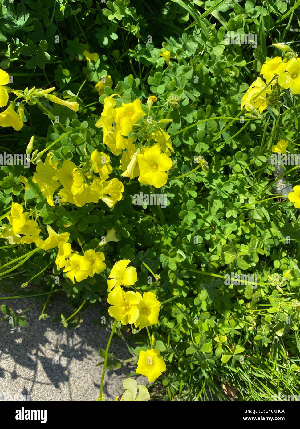 Bermuda buttercup (Oxalis pes-caprae) Plantae Stock Photo - Alamy