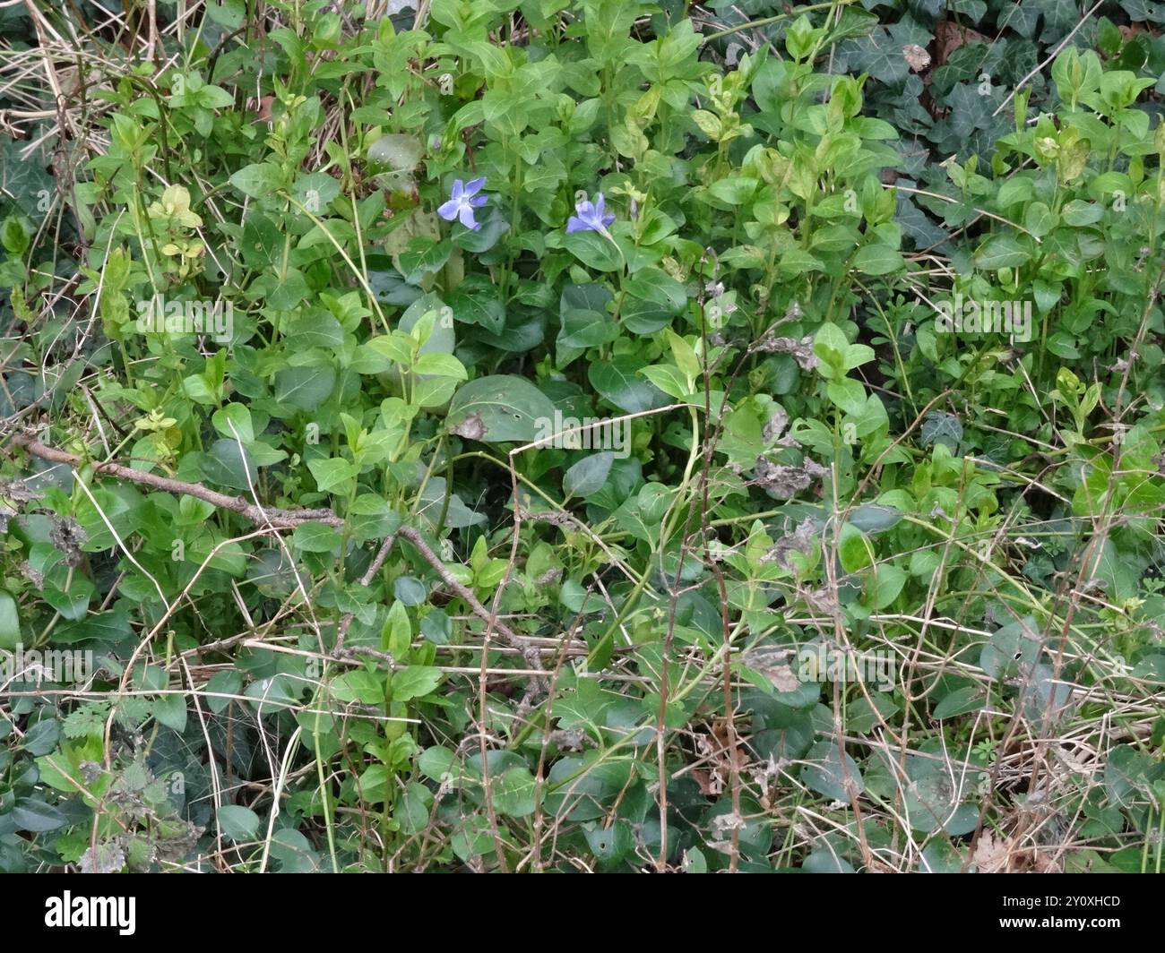 greater periwinkle (Vinca major) Plantae Stock Photo - Alamy