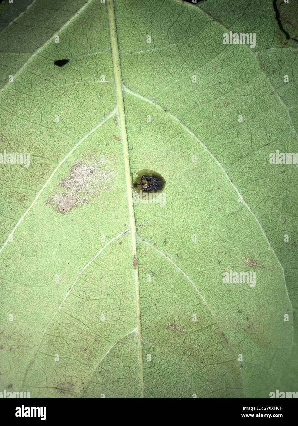 Geiger Tortoise Beetle (Eurypepla calochroma floridensis) Insecta Stock ...