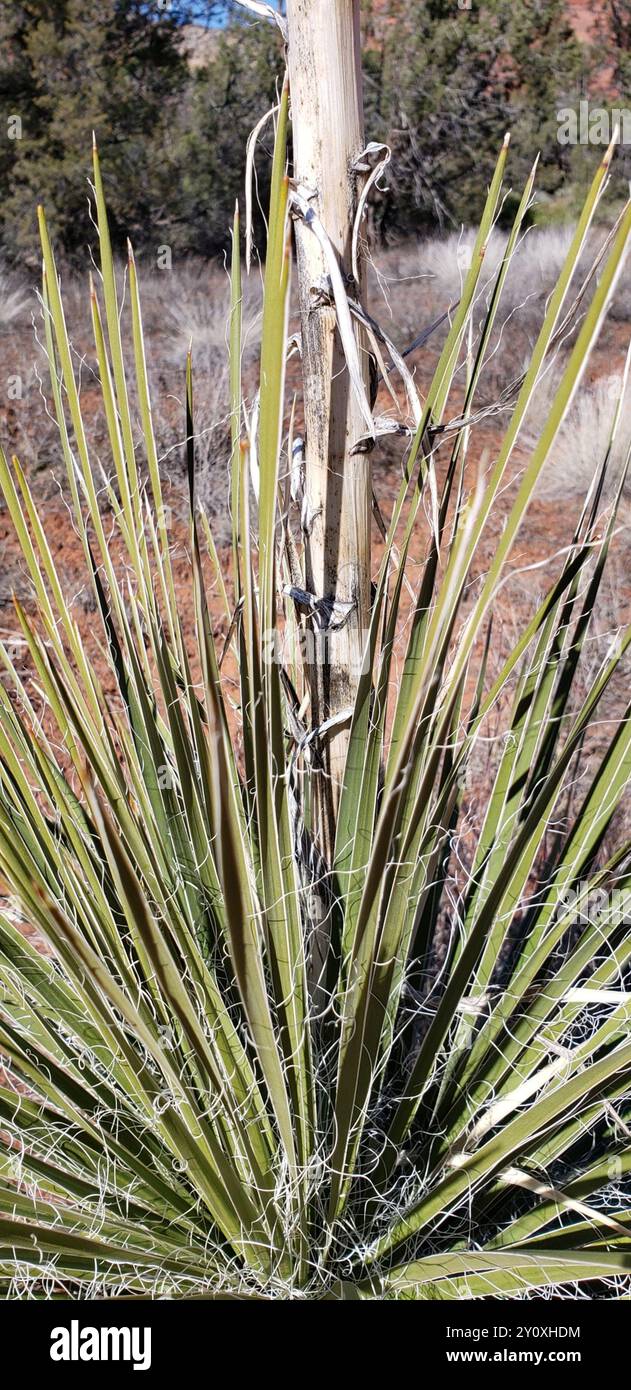 soaptree yucca (Yucca elata) Plantae Stock Photo - Alamy