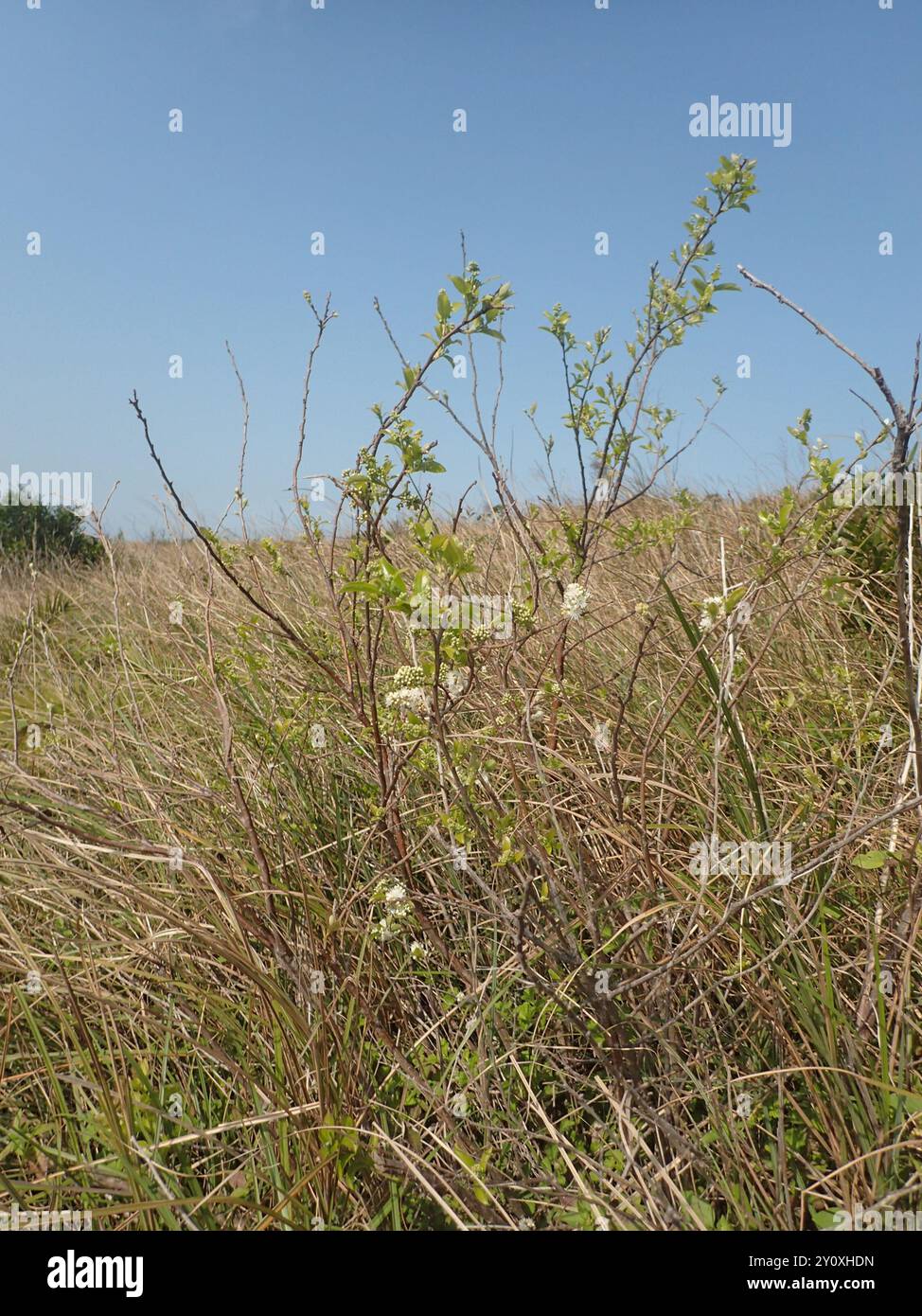 sapphire-berry (Symplocos paniculata) Plantae Stock Photo - Alamy