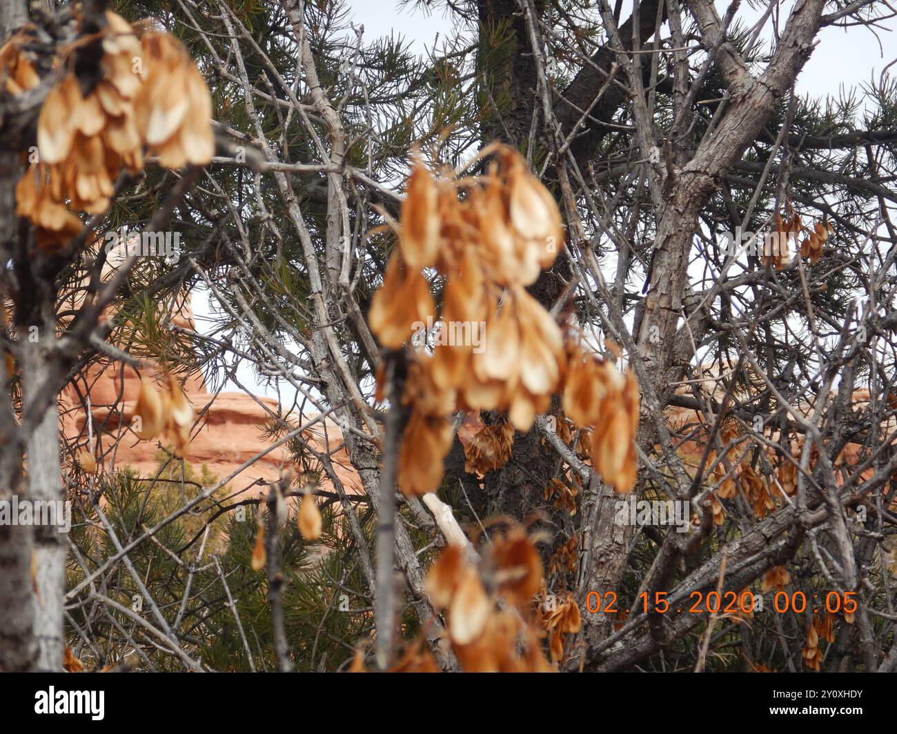 single-leaf ash (Fraxinus anomala) Plantae Stock Photo - Alamy