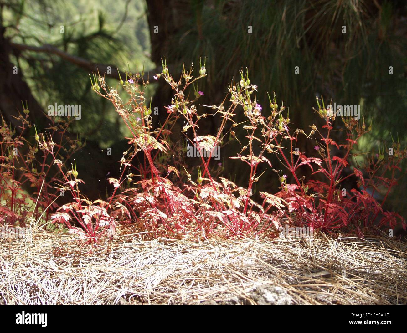 Little-Robin (Geranium purpureum) Plantae Stock Photo - Alamy