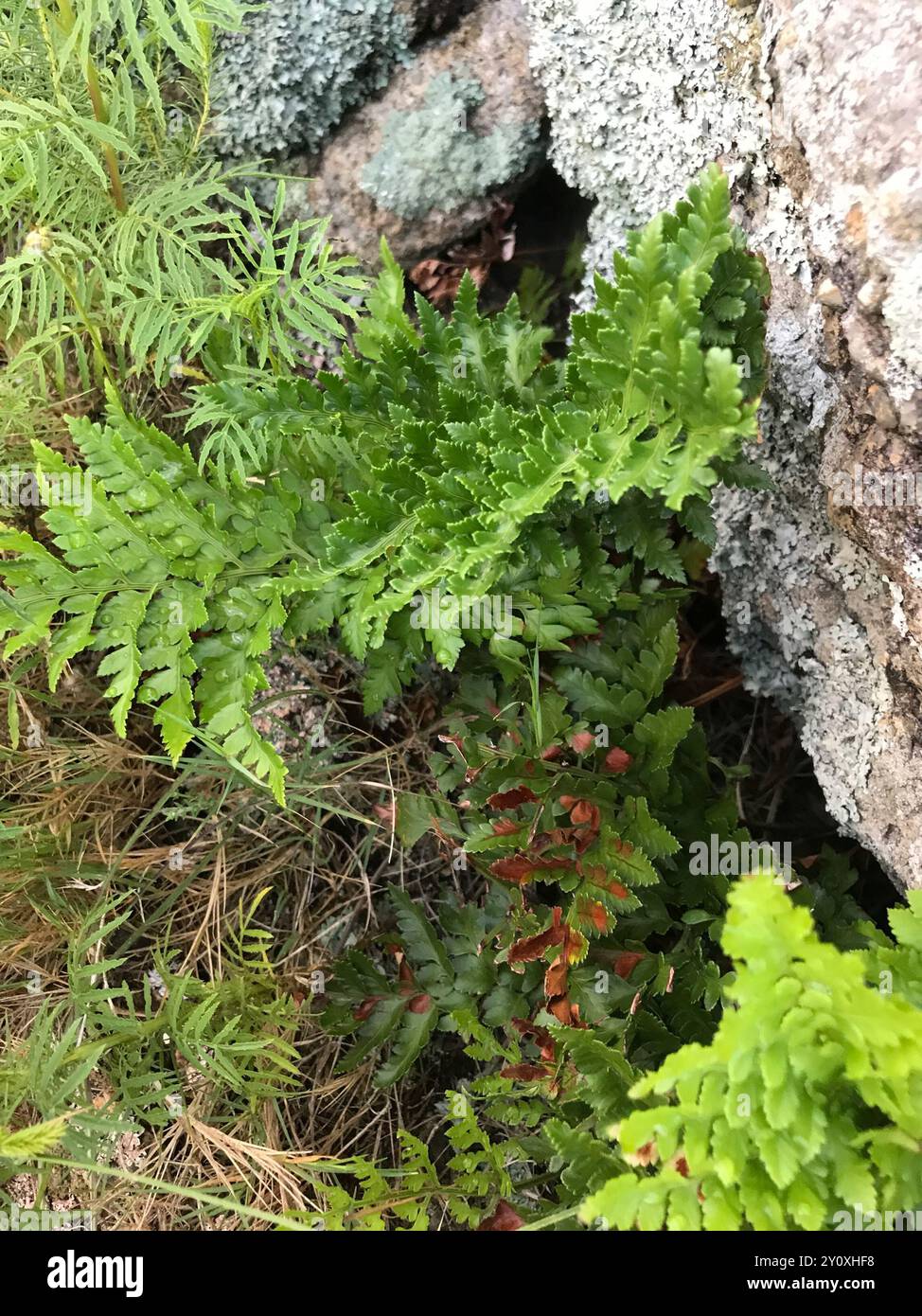 leatherleaf fern (Rumohra adiantiformis) Plantae Stock Photo - Alamy