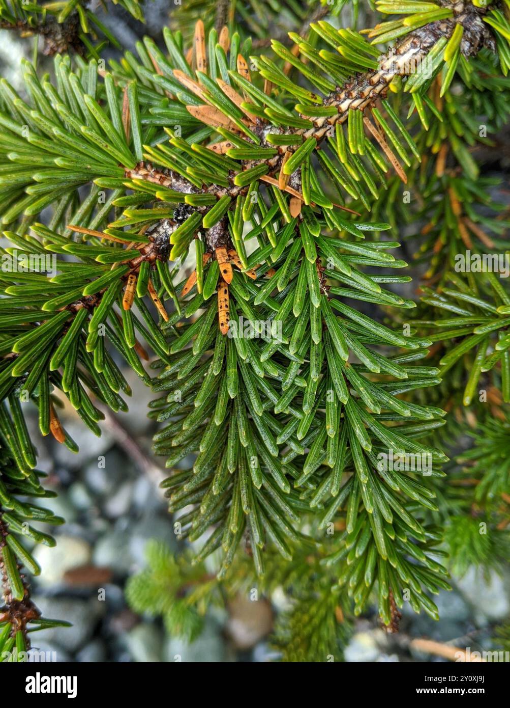 Sitka spruce (Picea sitchensis) Plantae Stock Photo - Alamy