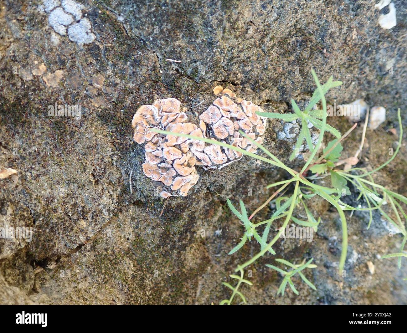 Blushing Scale (Psora decipiens) Fungi Stock Photo - Alamy