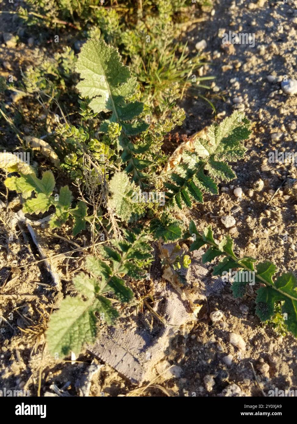Saharan Mustard (Brassica tournefortii) Plantae Stock Photo - Alamy