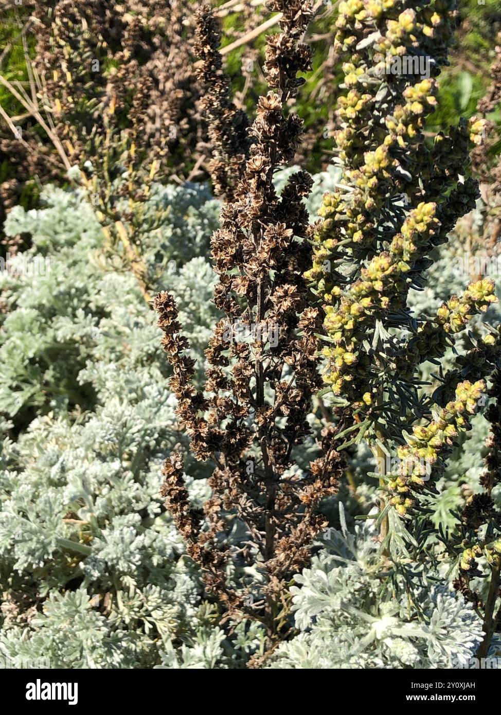 coastal sagewort (Artemisia pycnocephala) Plantae Stock Photo - Alamy