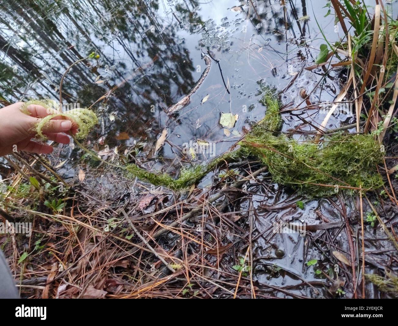 swollen bladderwort (Utricularia inflata) Plantae Stock Photo - Alamy