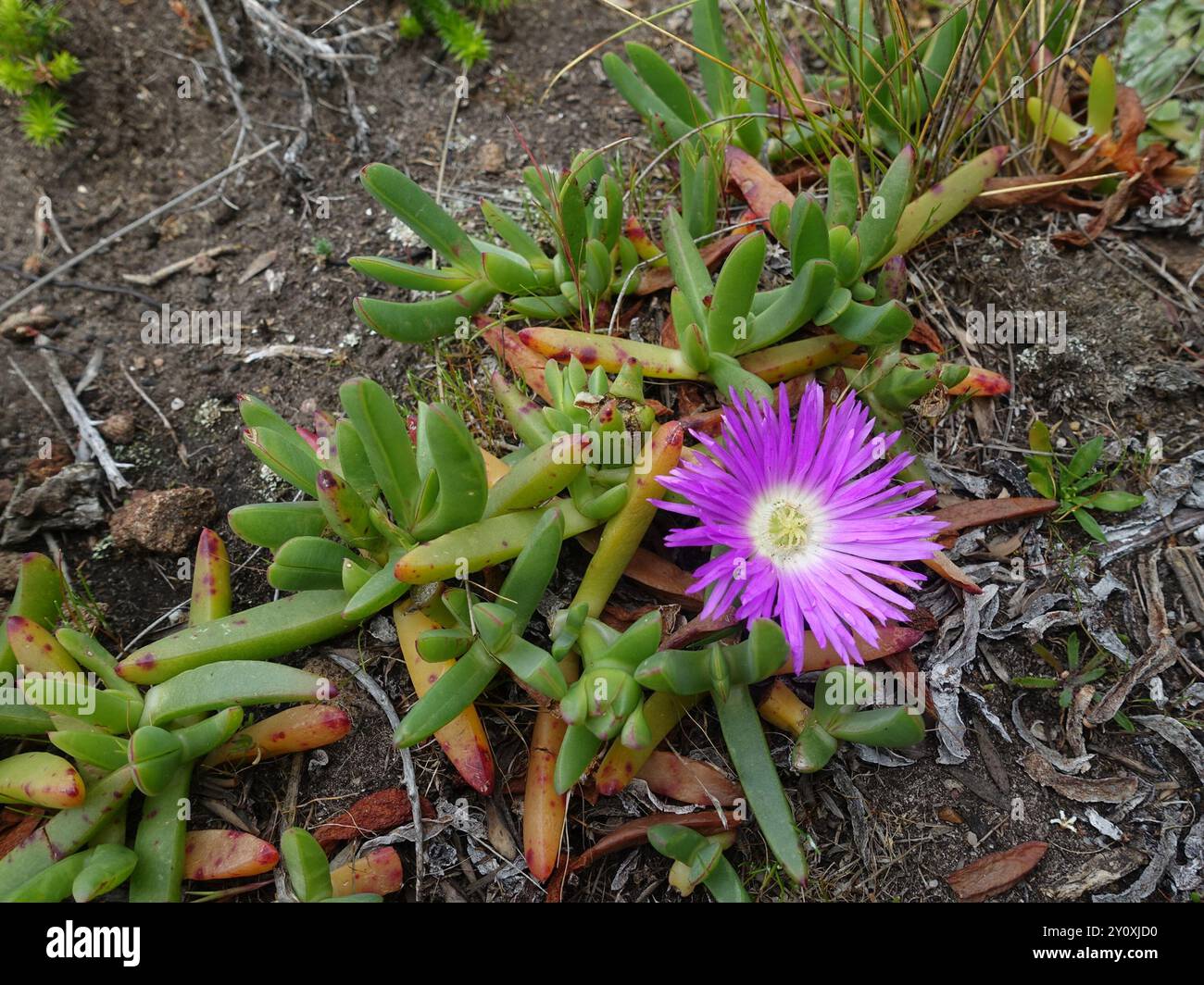 Australian Pig Face (Carpobrotus rossii) Plantae Stock Photo - Alamy