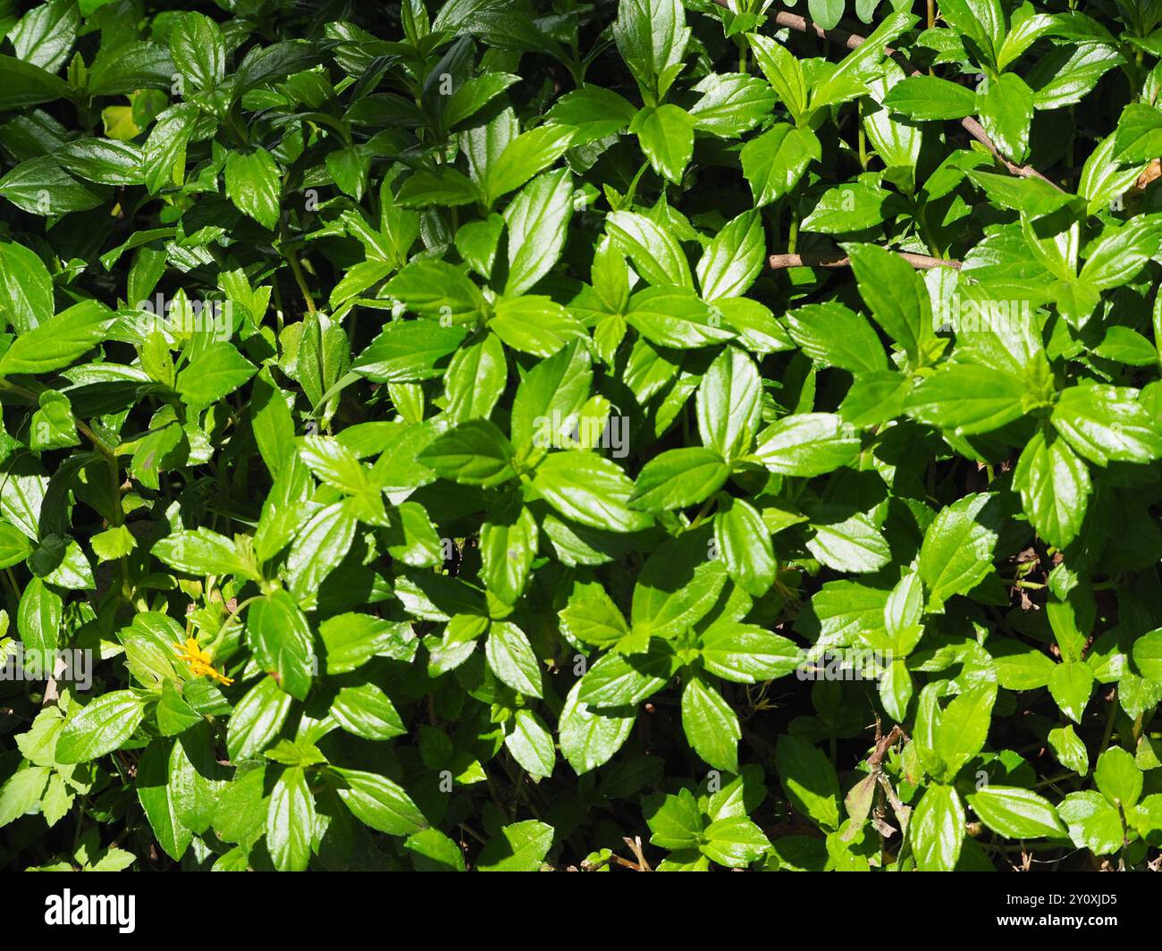 trailing daisy (Sphagneticola trilobata) Plantae Stock Photo - Alamy