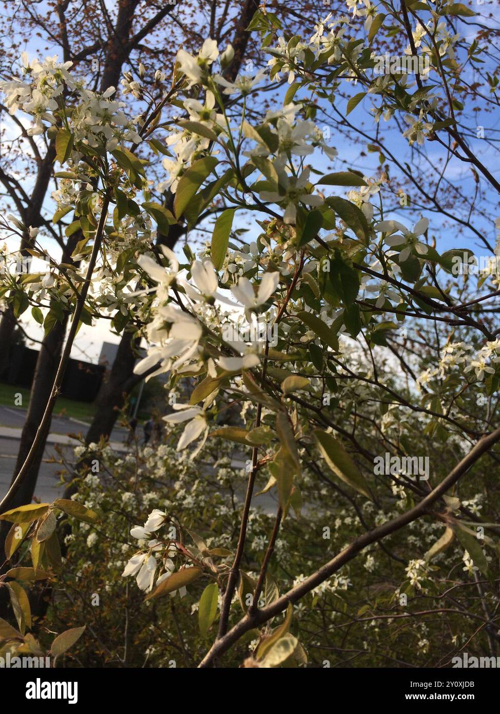 common serviceberry (Amelanchier arborea) Plantae Stock Photo - Alamy