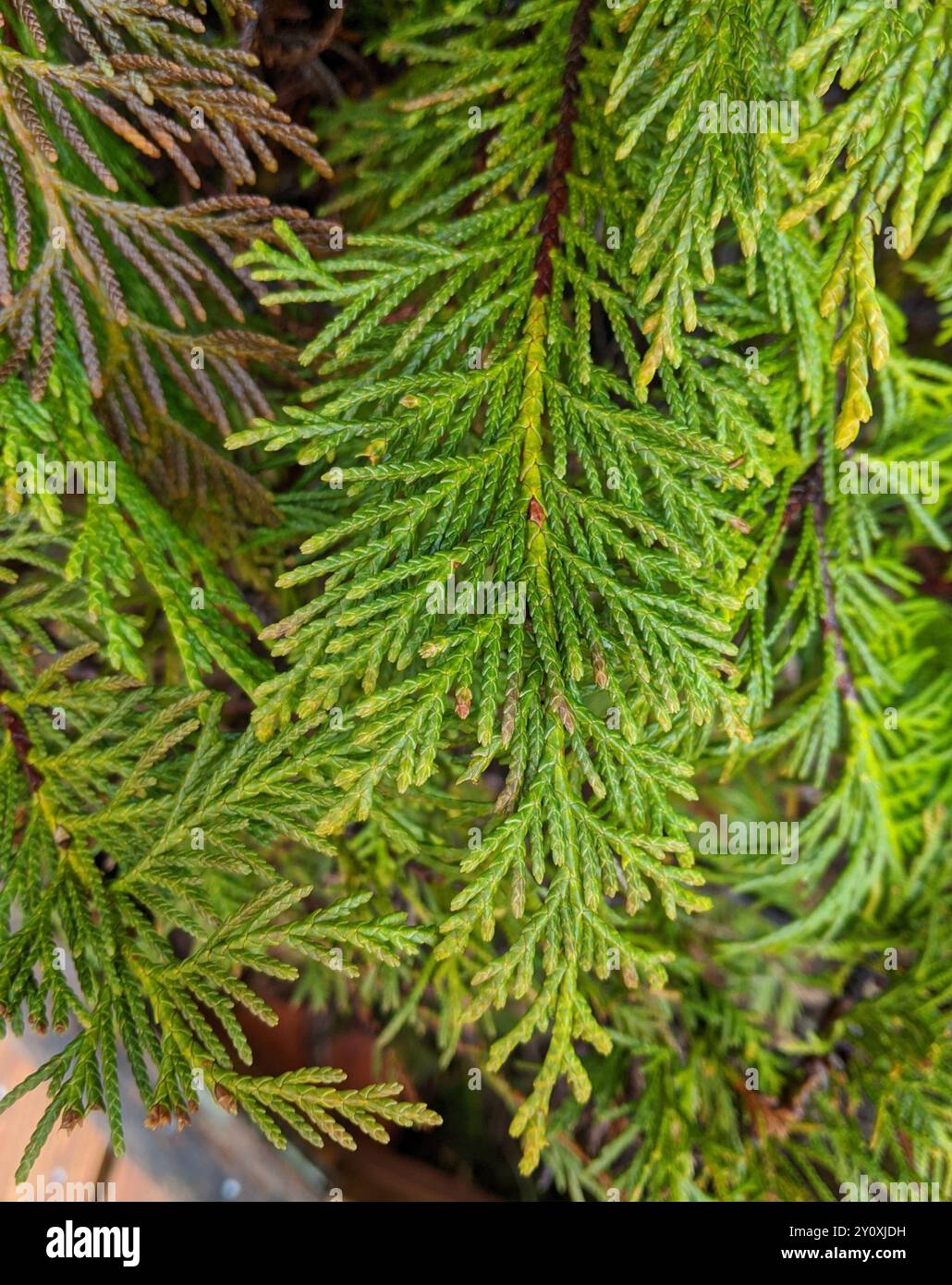 Alaska yellow cedar (Callitropsis nootkatensis) Plantae Stock Photo - Alamy