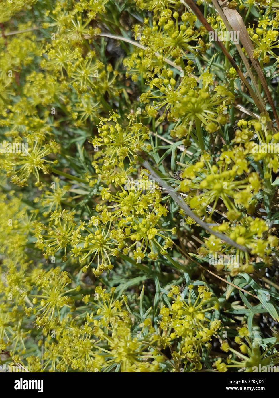 Azorella prolifera hi-res stock photography and images - Alamy