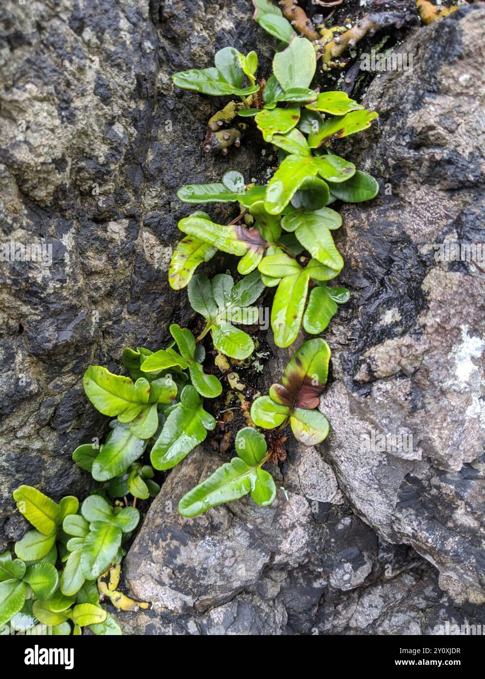 leathery polypody (Polypodium scouleri) Plantae Stock Photo - Alamy